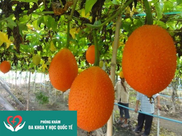 Quả gấc có chứa nhiều vitamin gì? Tác dụng của quả gấc đối với sức khỏe