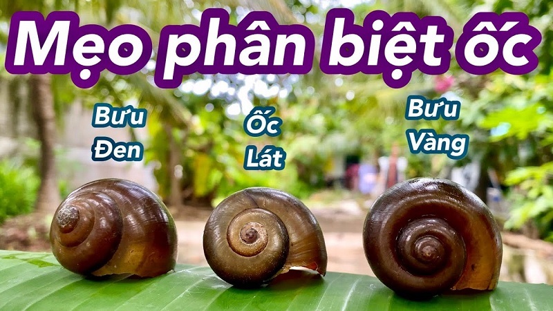 Ăn ốc bươu vàng có bị gì không?
